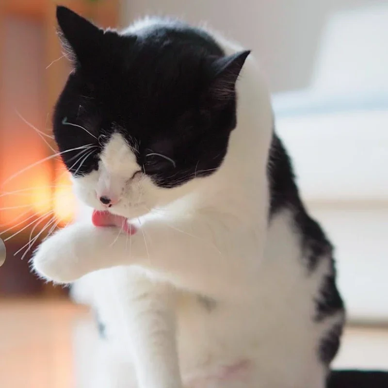 Explanations for Common Cat Behaviors Like Sneezing and Grooming ...