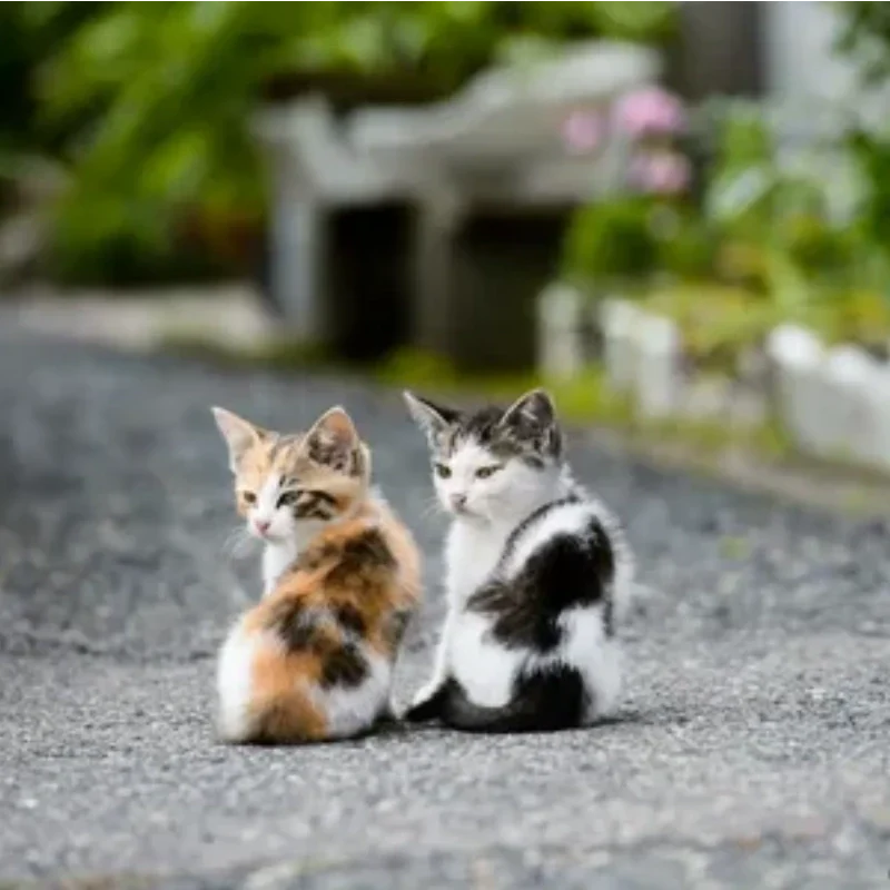 Stray cats on your should you care? How to help? – Clawsable