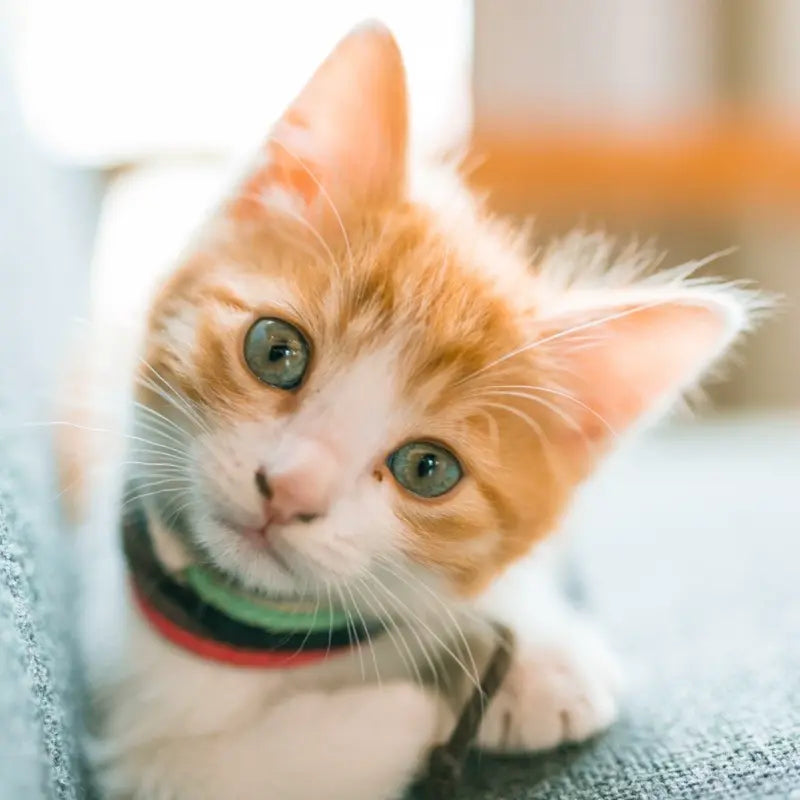 The Long History of Cats: From Mysterious Guardians to Beloved Compani ...