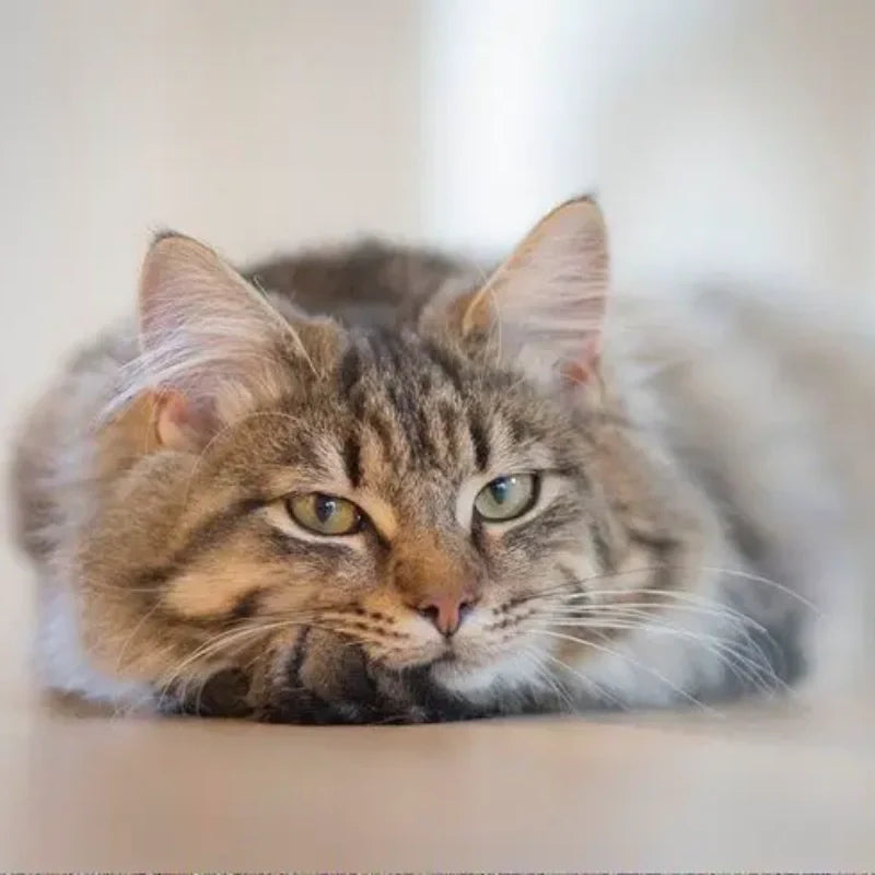 The Complete Guide to Daily Cat Care – Clawsable